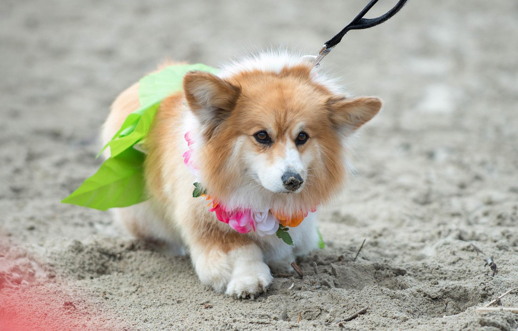 Photos: Corgis fill Cannon Beach, Ore. for annual Corgi Beach Day! | KATU