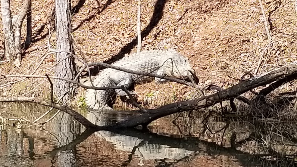 12-foot gator spotted at Blount County's Inland Lake | WBMA