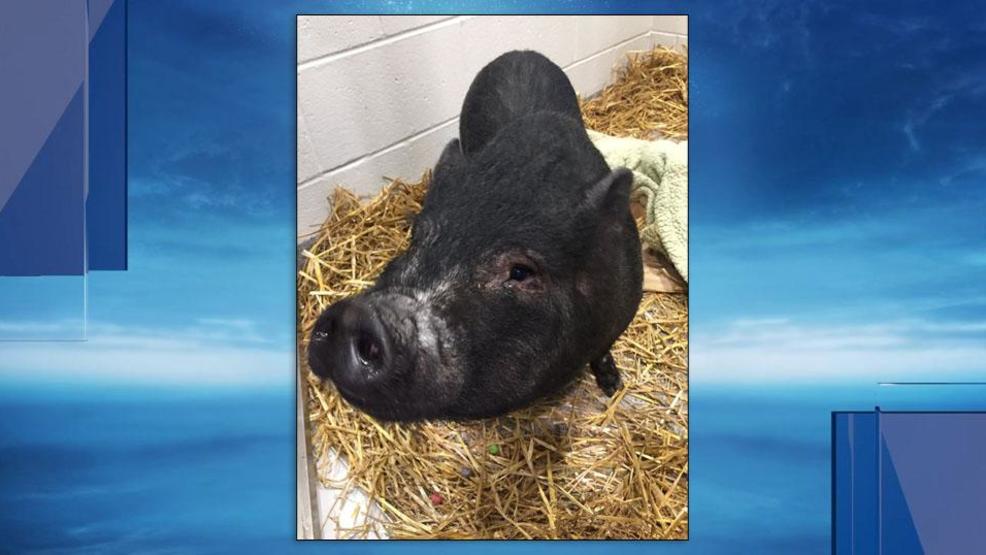 Animal Welfare Society looking for owner of lost pig | WGME