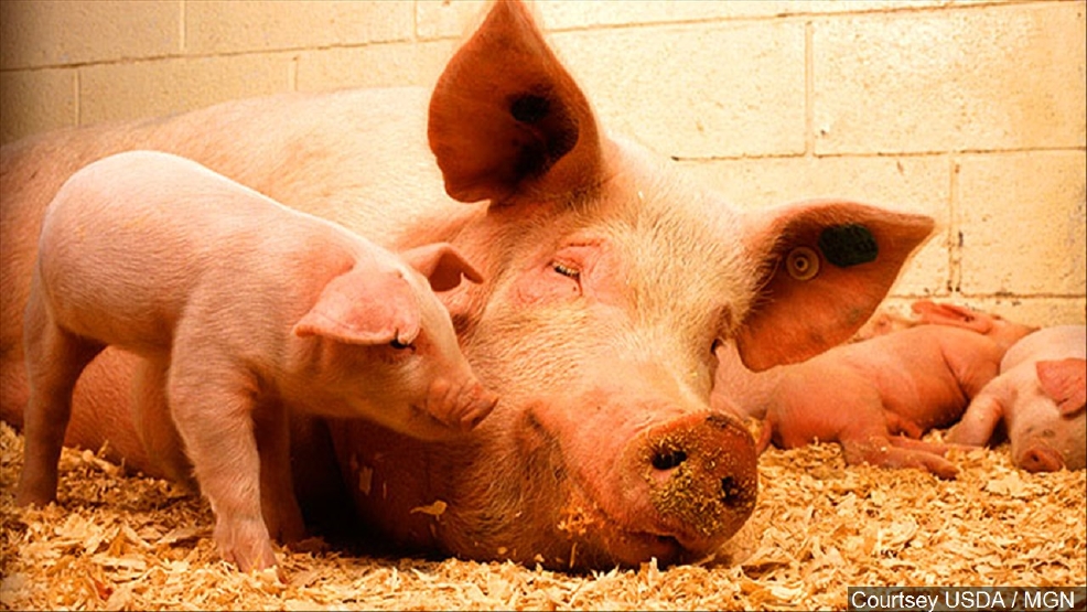 8 people ill after exposure to sick pigs at Michigan fairs | WWMT