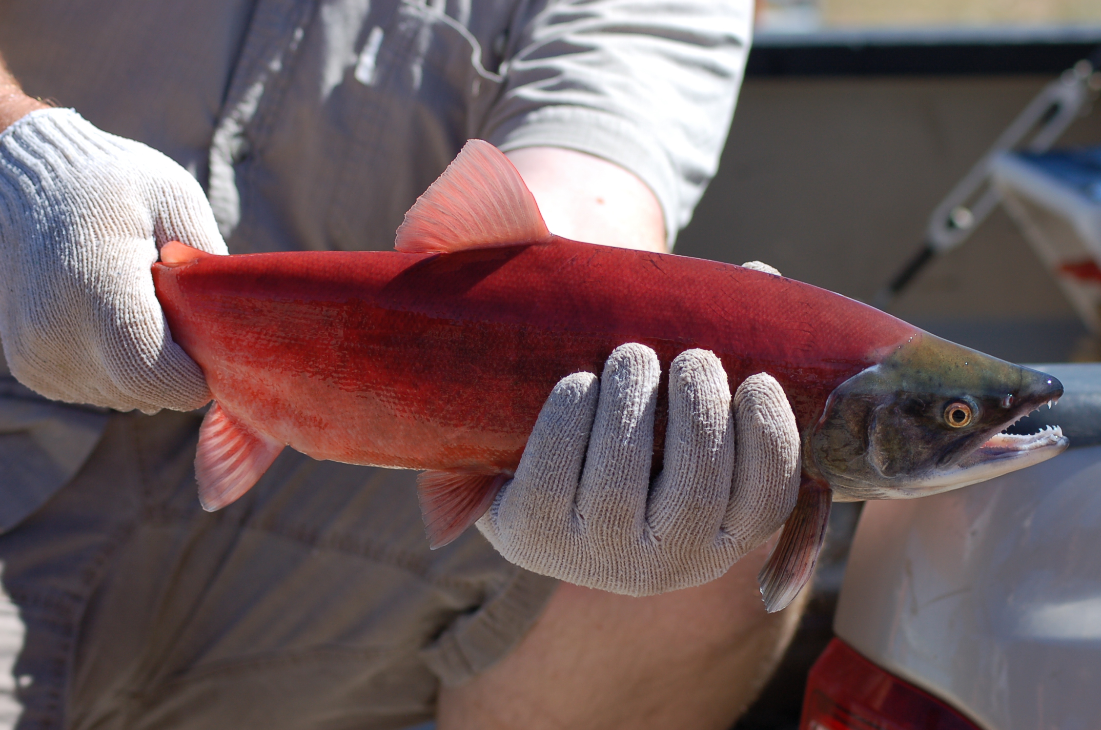 9 places to see bright red kokanee salmon in Utah this fall | KJZZ