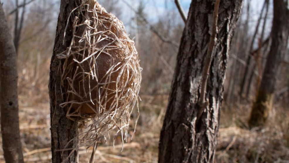 Mysterious object found in Maine woods is giant moth cocoon, biologists ...