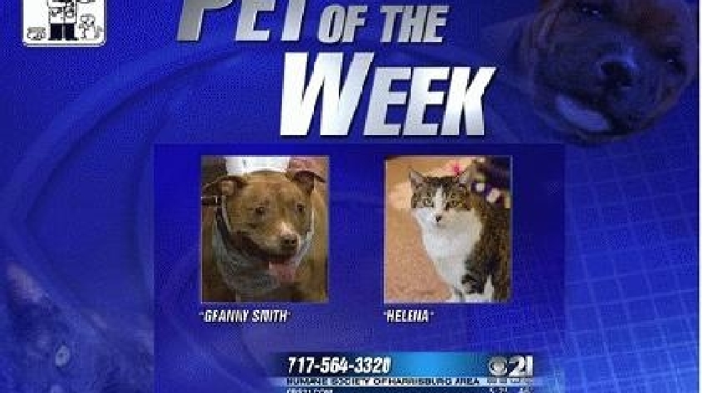 Pet of the Week: March 27 | WHP