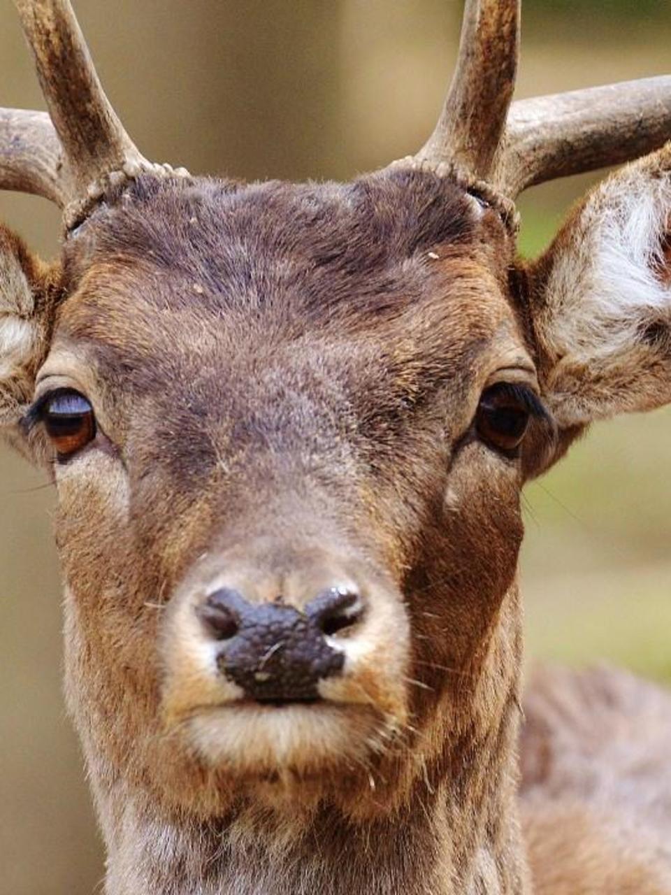 AMC Reveals a New Season of the Walking Dead, Deer Season. – PLE ...