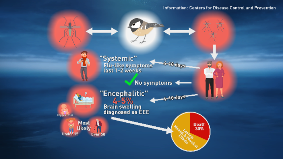 EEE roadmap: Understanding how the disease spreads and your risk of ...