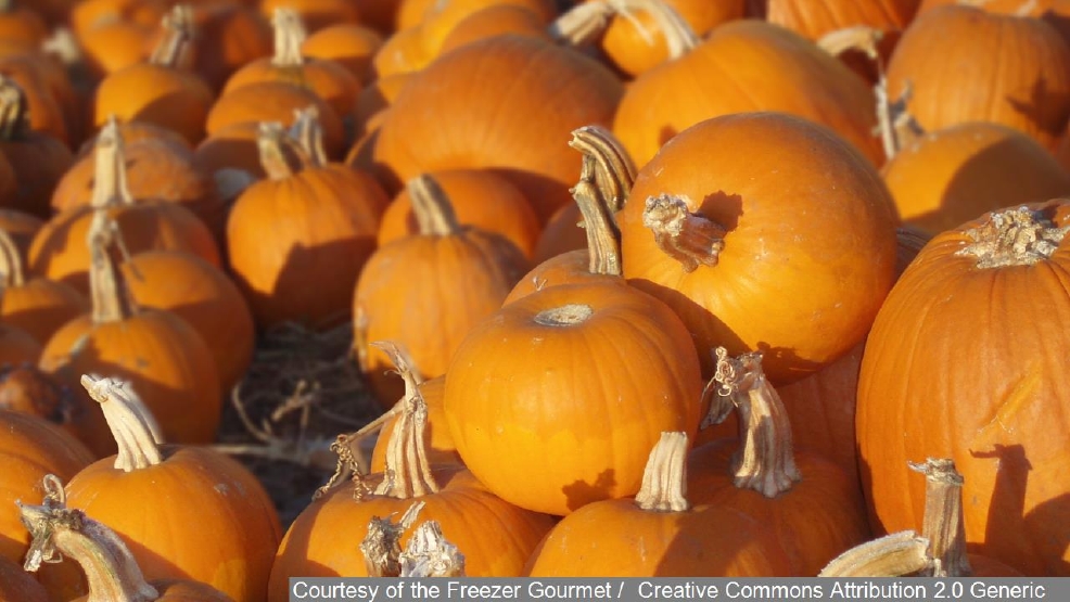 2015 World Championship Punkin Chunkin canceled | WBFF