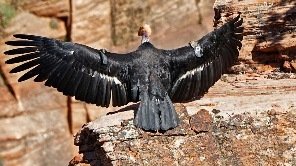 Rare California condor chick confirmed In Utah's Zion National Park | KUTV