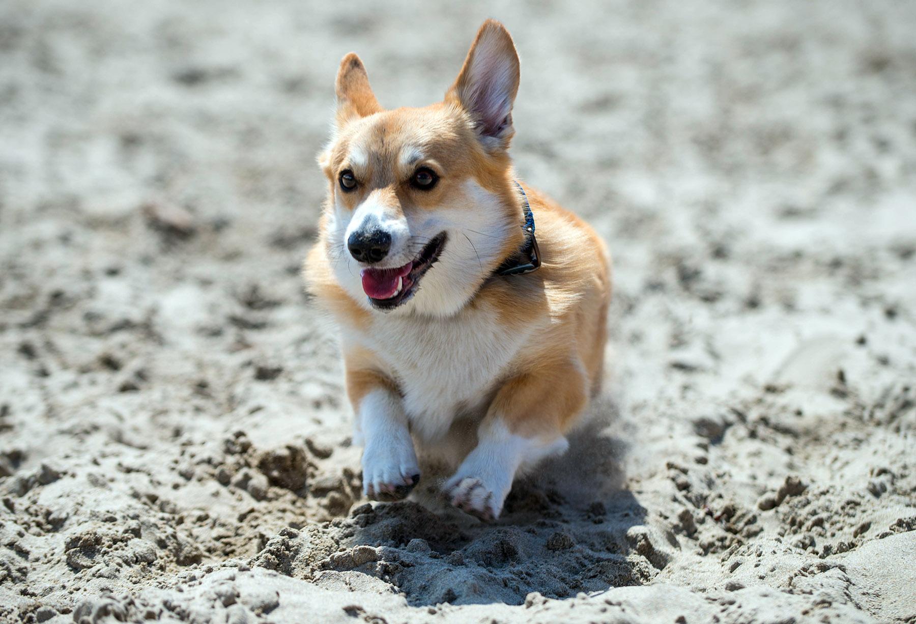 Photos: Corgis fill Cannon Beach, Ore. for annual Corgi Beach Day! | KATU