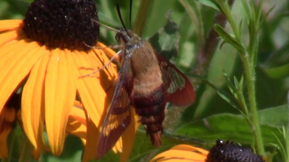 Bird or bug? Hummingbird moth spotted in the area | WLUK