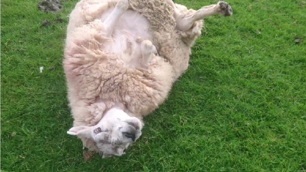 Fat Sheep Gets Saved | KUTV