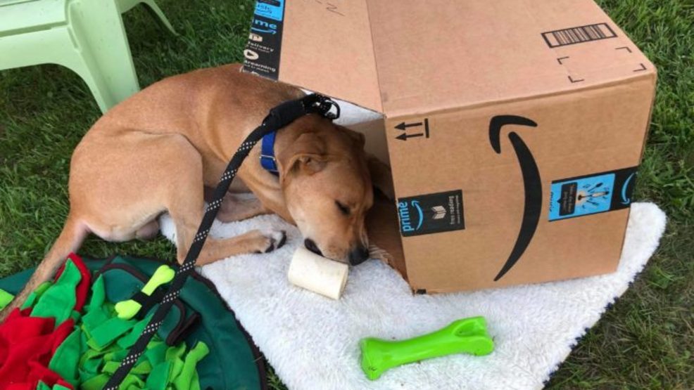 Columbo the dog’s Maine adventure continues by doing good for others | WGME