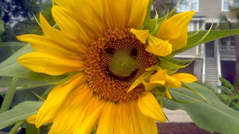 Photo of the Day: Smiley Sunflower | WCIV