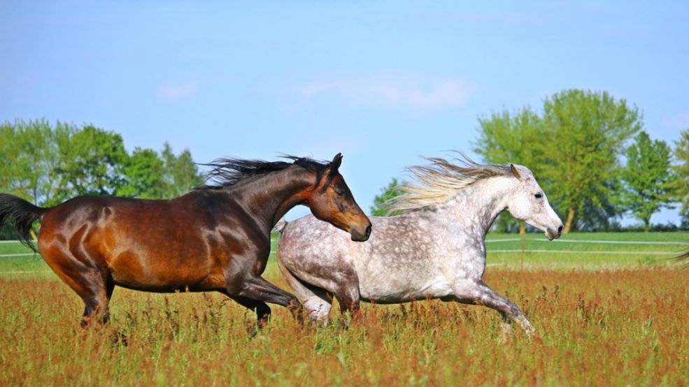 Rabies-like virus confirmed in quarantined Colorado horses | WSBT