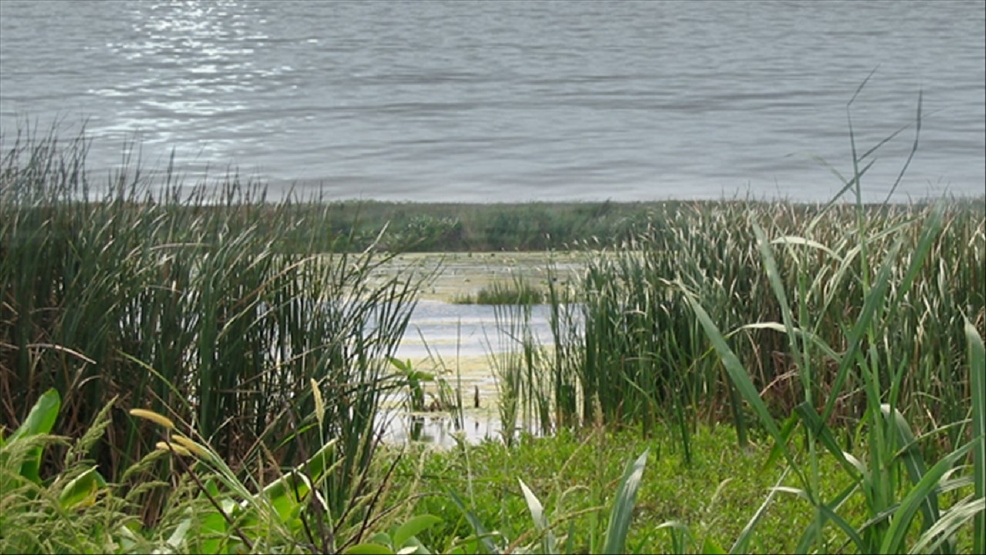 May offers good opportunities to visit Michigan wetlands | WWMT